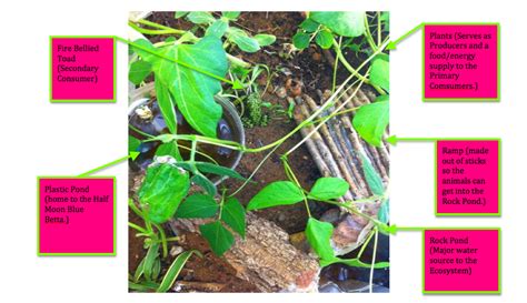 Annotated Diagram Science