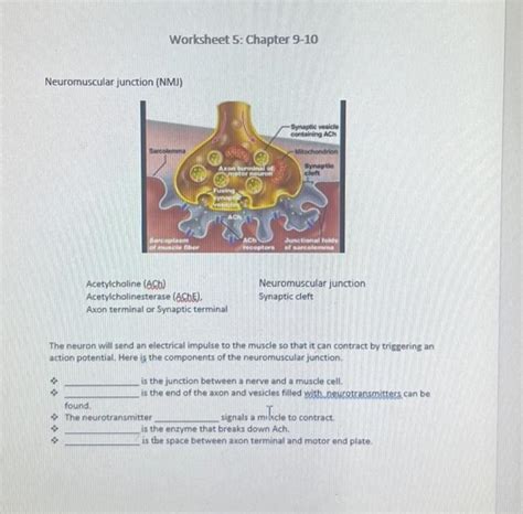 Solved Worksheet 5 Chapter 9 10 Neuromuscular Junction
