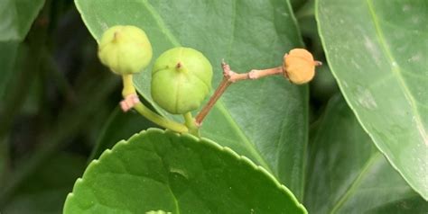 tree dataset of urban street classification fruit kaggle