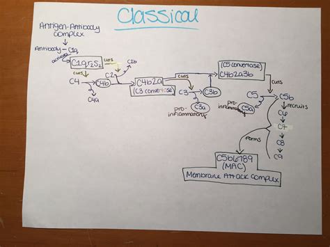Classical Complement Pathway Complementsystem Classicalpathway