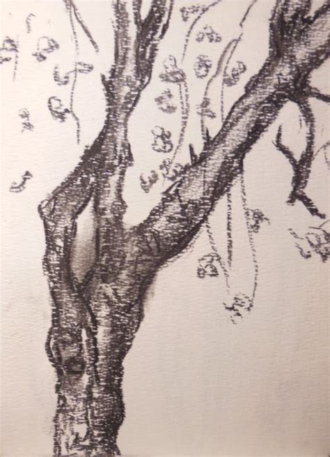 Cherry Tree Sketch At PaintingValley Com Explore Collection Of Cherry Tree Sketch