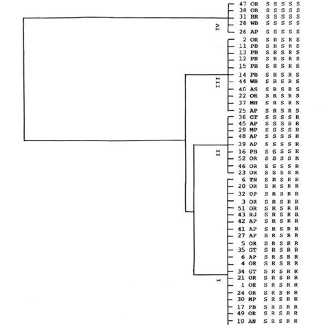 Dendrogram Showing The Similarity And Successive Clustering Of 52