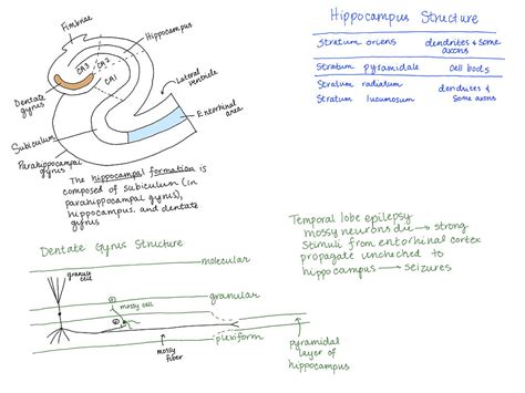 Hippocampus Structure Anatomy And Trisynaptic Recurrent Circuit