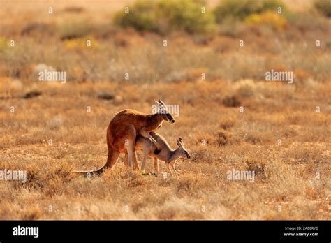 Red Kangaroo Adult Male And Female Mating Sturt Nationalpark New