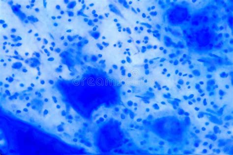 Cellule Nerveuse Au Microscope Points Bleus Abstraits Sur Fond Blanc Photo Stock Image Du