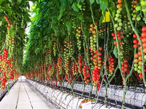 Invernaderos Automatizados E Inteligentes Novagric