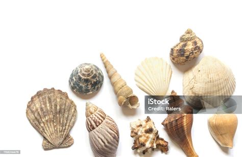 텍스트에 대한 장소와 흰색 배경에 격리 된 다양한 바다 조개 갑각류에 대한 스톡 사진 및 기타 이미지 갑각류 껍데기 나선형 Istock