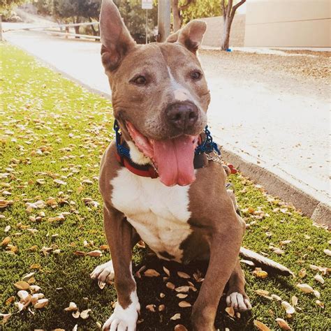 German Shepherd Pitbull Mix 10 Interesting Facts That Everyone Should