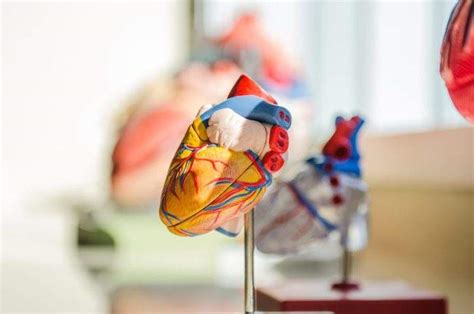 High Homocysteine In Blood Can Lead To Heart Issues