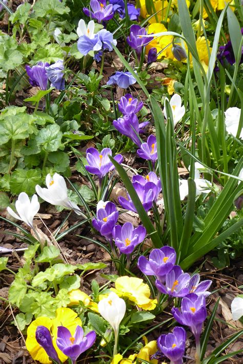 Crocus High Plains Gardening