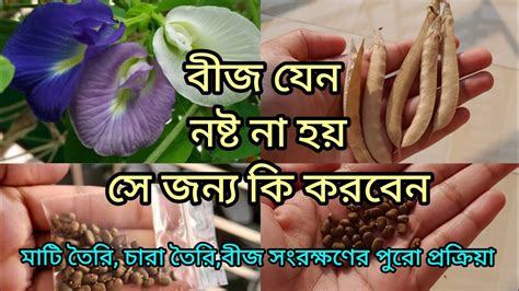 অপরাজিতা ফুলের বীজ সংগ্রহ সংরক্ষণ মাটি তৈরি বীজ থেকে চারা করার সঠিক পদ্ধতি Youtube