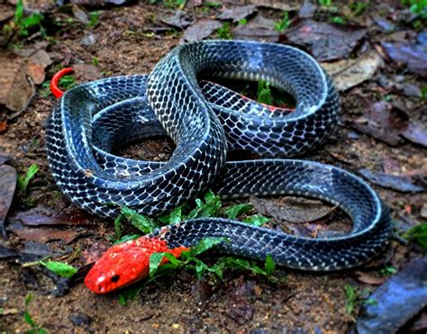 Самая Ядовитая Змея В России Фото —