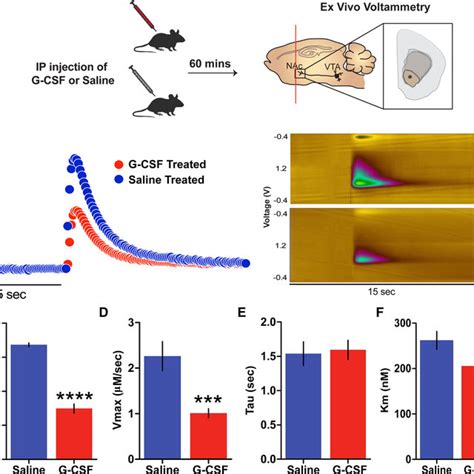 Summary Of The Effects Of G Csf Pretreatment And Acute G Csf Download Scientific Diagram