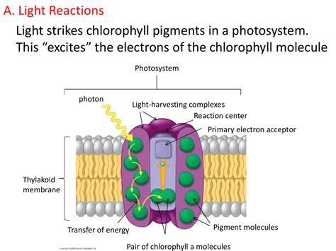 Process Of Photosynthesis