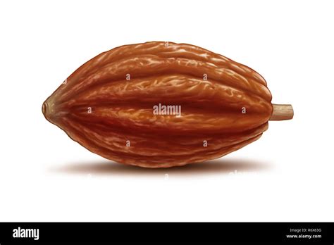 Whole Cocoa Illustration Digital Painting Stock Photo Alamy