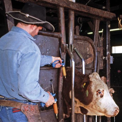 A General Vaccination And Management Guide Publications Agrilife Learn
