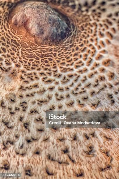 자연 배경 매크로 Sajor Caju 버섯 식물을 추상화 합니다 디자인 아이디어 텍스처 패턴 또는 개념을 사용 하 여 자연 벽지 0명에 대한 스톡 사진 및 기타 이미지