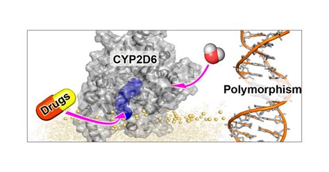 Molecular Dynamics Simulations Reveal Structural Differences Among Allelic Variants Of Membrane
