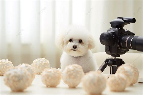 카메라는 흰색 건축물 고건축 고해상 배경 일러스트 및 사진 무료 다운로드 Pngtree