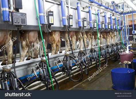 Milking Cows Machine