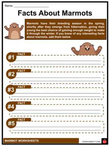 Marmot Facts And Worksheets Appearance Behavior Adaptations