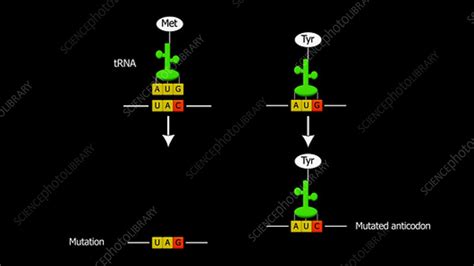 Nonsense Mutation And Suppression Stock Video Clip K004 2014 Science Photo Library