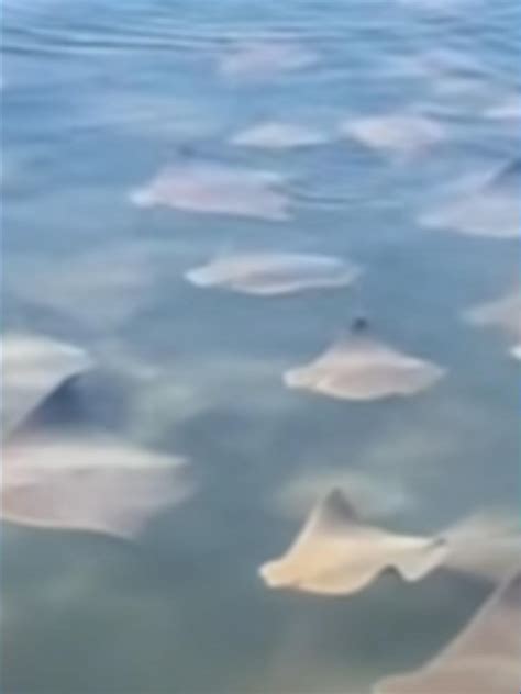 Video Fever Of Cownose Rays Gathers In Old Tampa Bay