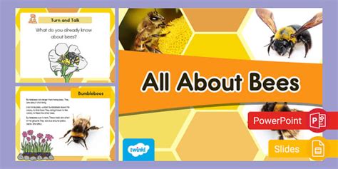 All About Bees PowerPoint Google Slides For K 2nd Grade