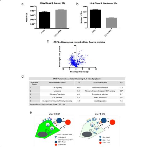 Effects Of Sirna Mediated Cd74 Knockdown On The Hla Class Ii Peptidome Download Scientific