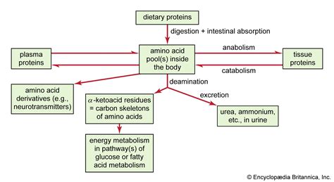 Amino Acid Definition Structure And Facts Britannica