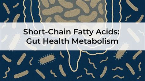 Short Chain Fatty Acids Gut Health Metabolism And Research