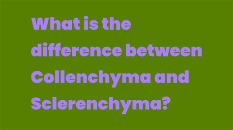 What Is The Difference Between Collenchyma And Sclerenchyma Write A Topic
