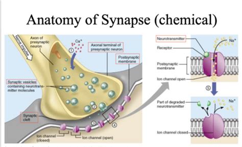 Neuronal Signaling Flashcards Quizlet