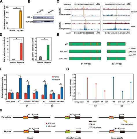 Response Capability Of Cardiac Ires Requires Sufficient Ap 1 Or Ets Download Scientific Diagram