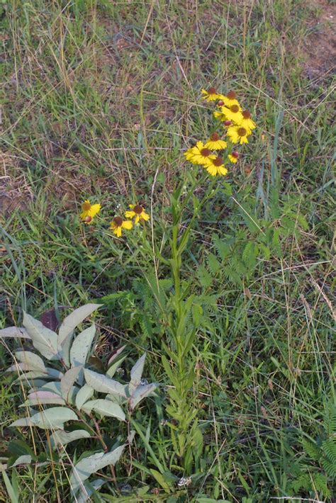 Helenium Flexuosum Purple Headed Sneezeweed Go Botany