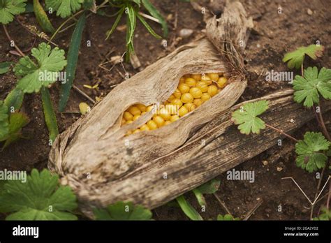 Maize Or Corn Zea Mays Showing The Fruit Kernels Lying On A Field