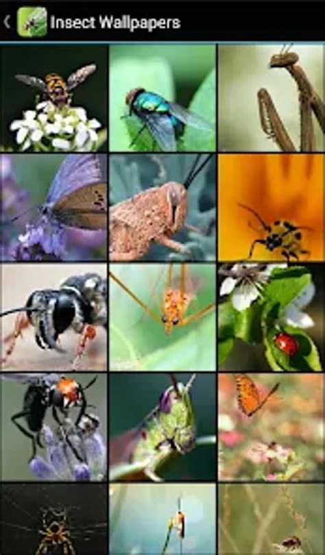 Insect Wallpapers For Android Download
