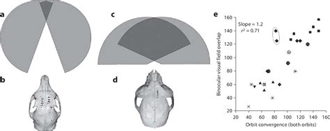 Figure 1 From Ecomorphology Of Orbit Orientation And The Adaptive Significance Of Binocular Figure 1 From Ecomorphology Of Orbit Orientation And The Adaptive Significance Of Binocular