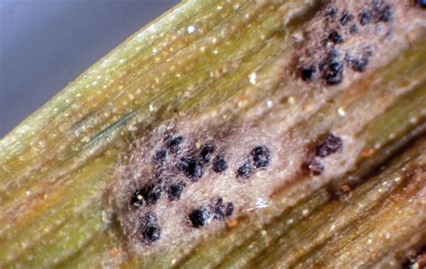 Wheat Diseases And Pests Description Uses Propagation