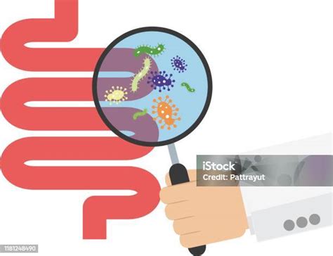 프로바이오틱스를 보여주기 위해 의사의 손잡고 있는 확대유리로 인간의 소화시스템 개념에 대한 스톡 벡터 아트 및 기타 이미지 개념 건강관리와 의술 건강한 식생활