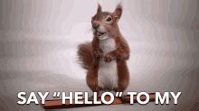 Hello S