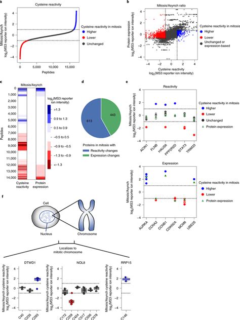 Cysteine Reactivity Profiling Of Mitotic And Asynchronous Cells A
