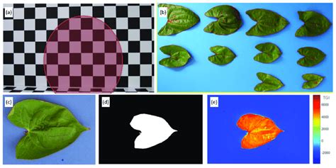 A Checkerboard For Distortion Correction B Leaves Spread Out On Download Scientific
