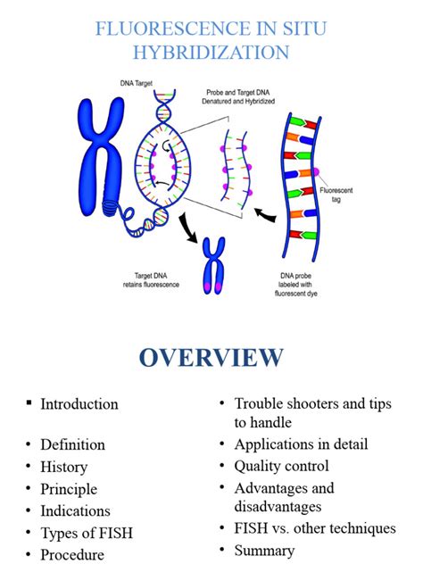Fluroscence In Situ Hybridisation Pdf Fluorescence In Situ Hybridization Fluorescence