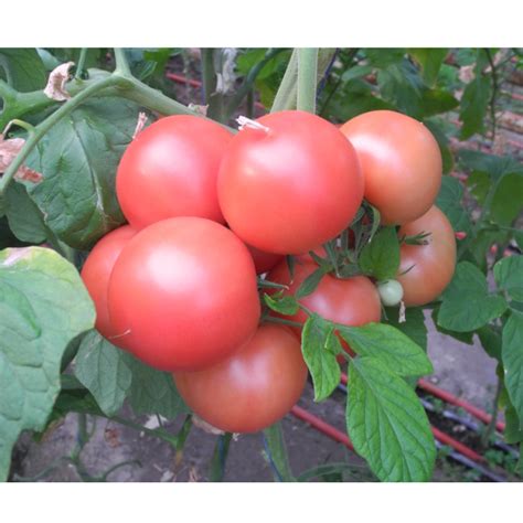 Домати Хепинет F1 хоби