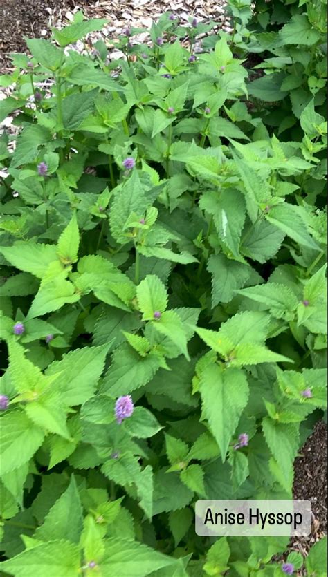 Anise Hyssop Seed Mossy Rock Farm