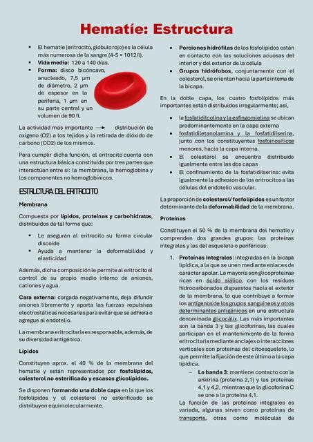 Estructura Del Eritrocito Milashka Yolanda Barrientos Cardenas UDocz