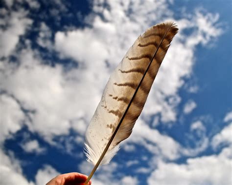 Feather Of Flying Hawk At Gene Courtney Blog