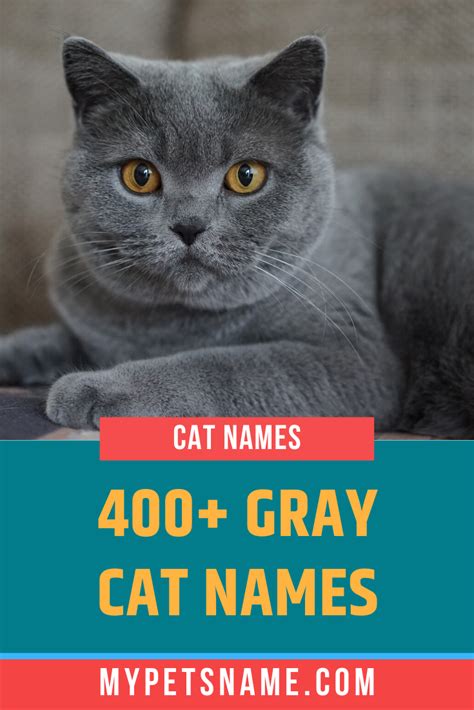 Gray Cat Names 400 Cute Quirky And Popular Names For Gray Cats Artofit