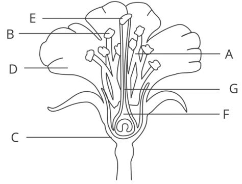 Plant Reproduction Flower Parts And Pollination Guide